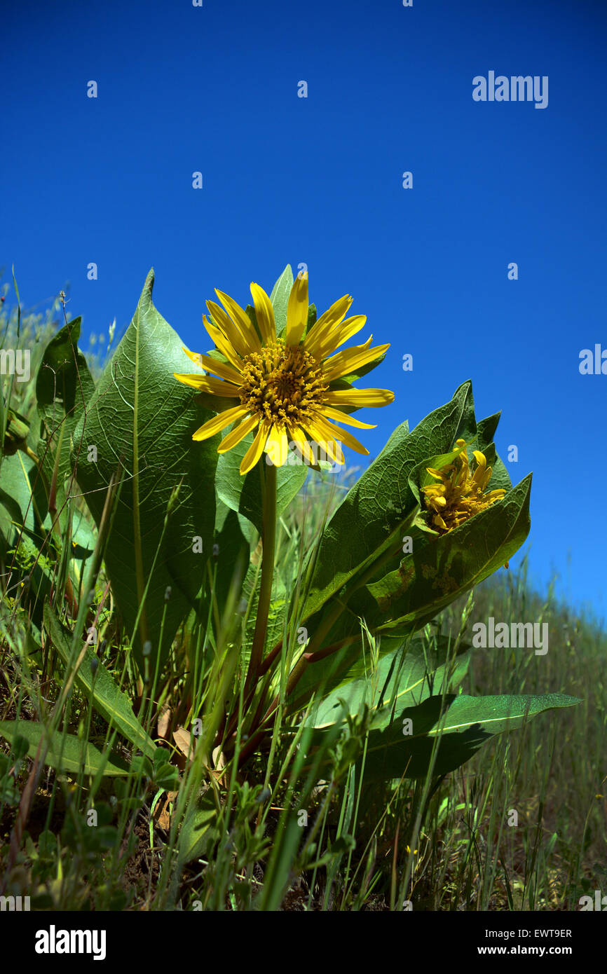 Mule ears wildflowers, Rancho San Antonio County Park, California Stock ...