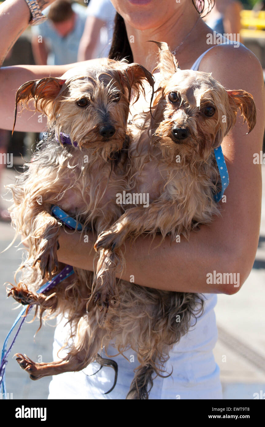 London, UK. 30th June 2015. Kirsty from Kent and her two Teacup Yorkies ...