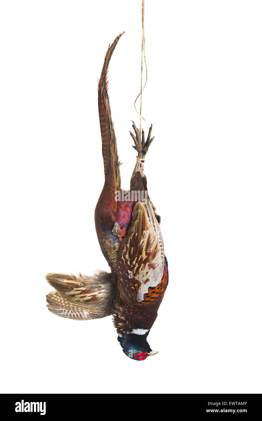 Hanging pheasant Cut Out Stock Images & Pictures - Alamy
