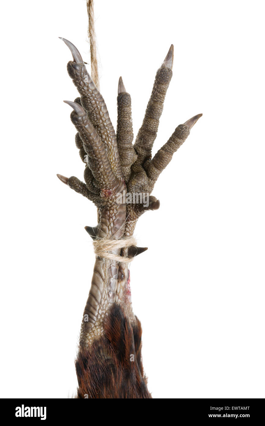 Feet of a dead pheasant hanging on a rope isolated on white Stock Photo ...