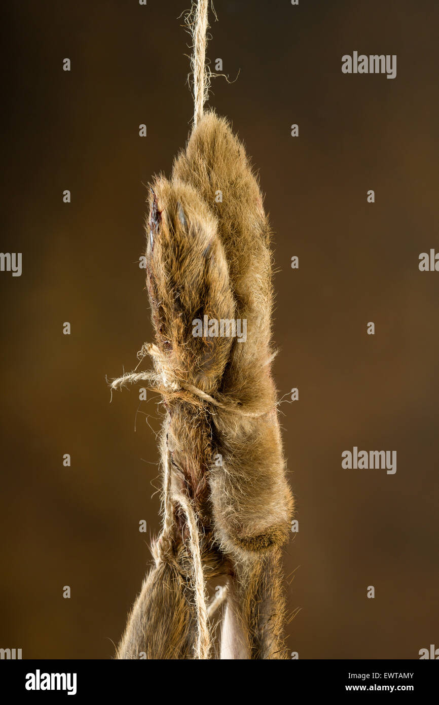Hanging paws hi-res stock photography and images - Alamy