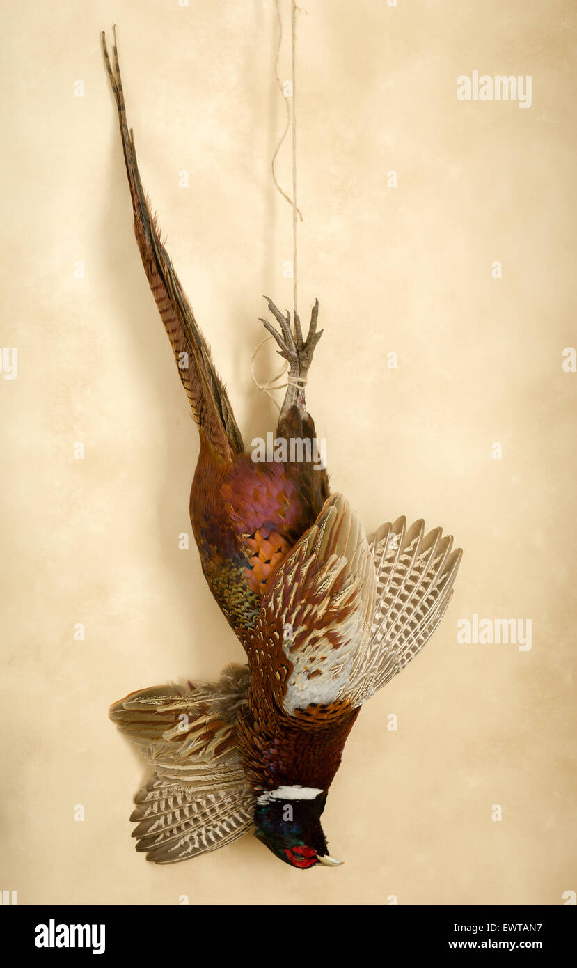 Still life of hunting scene with a hanging pheasant Stock Photo - Alamy