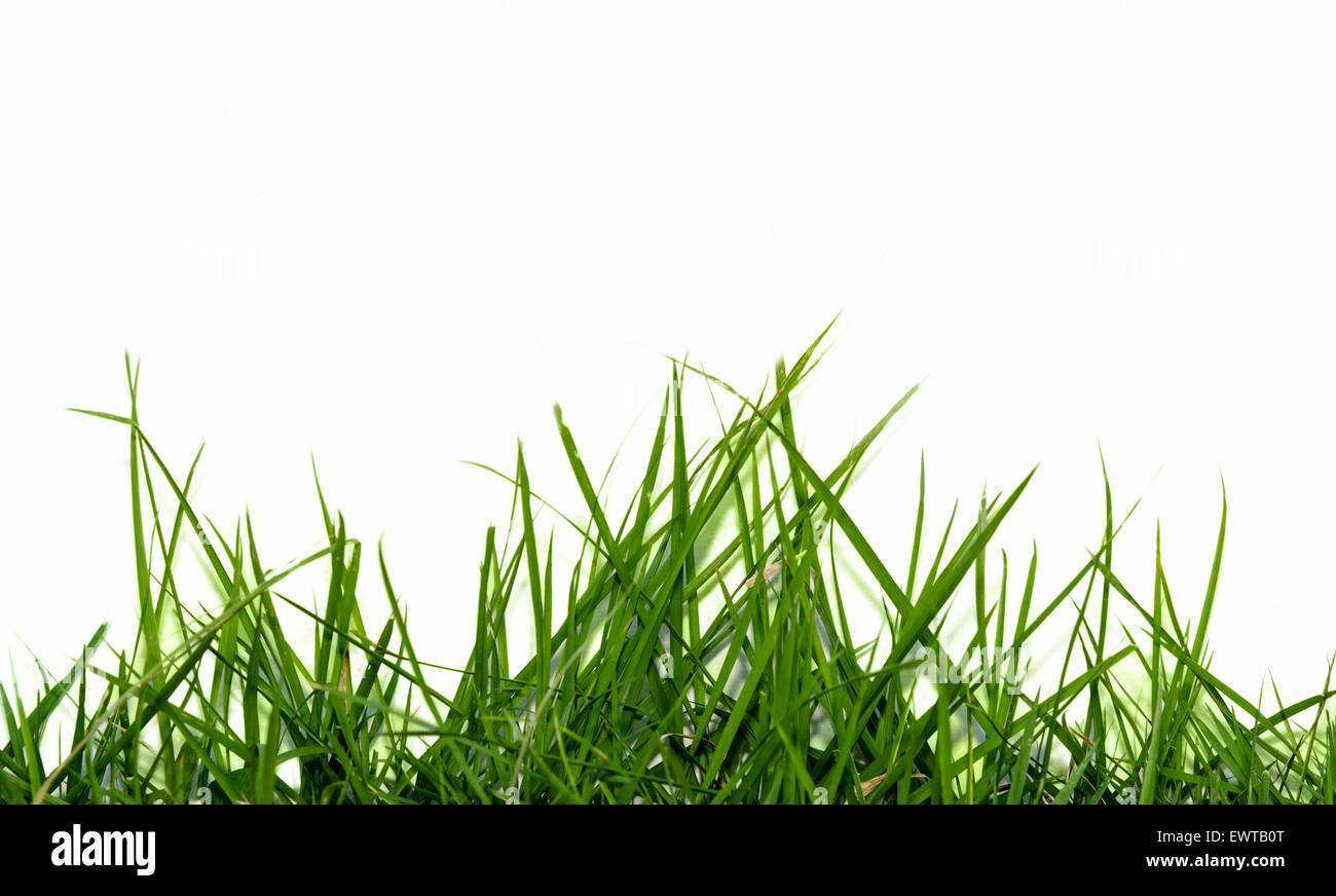 fresh spring green grass isolated on white background Stock Photo - Alamy