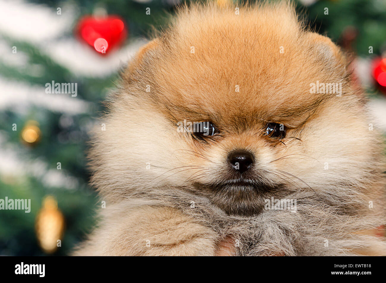 close up face of pomeranian dog Stock Photo - Alamy
