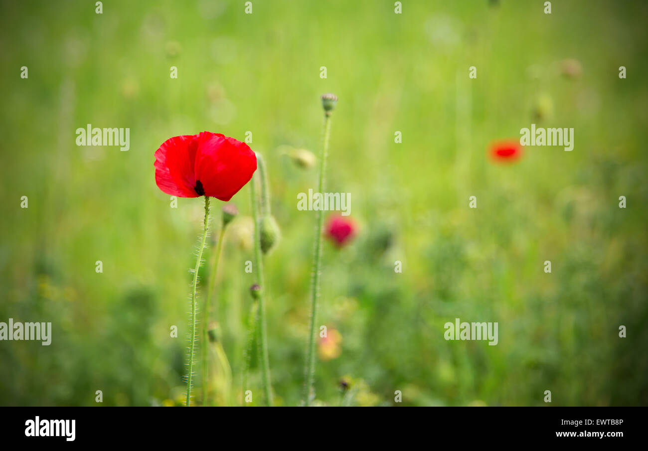 One red poppy in a green field with dark vignette Stock Photo - Alamy