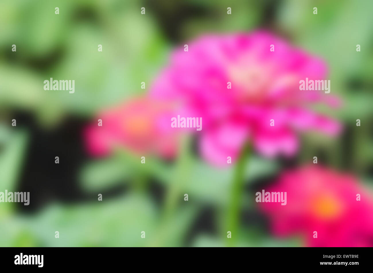 blurred flower background Stock Photo - Alamy