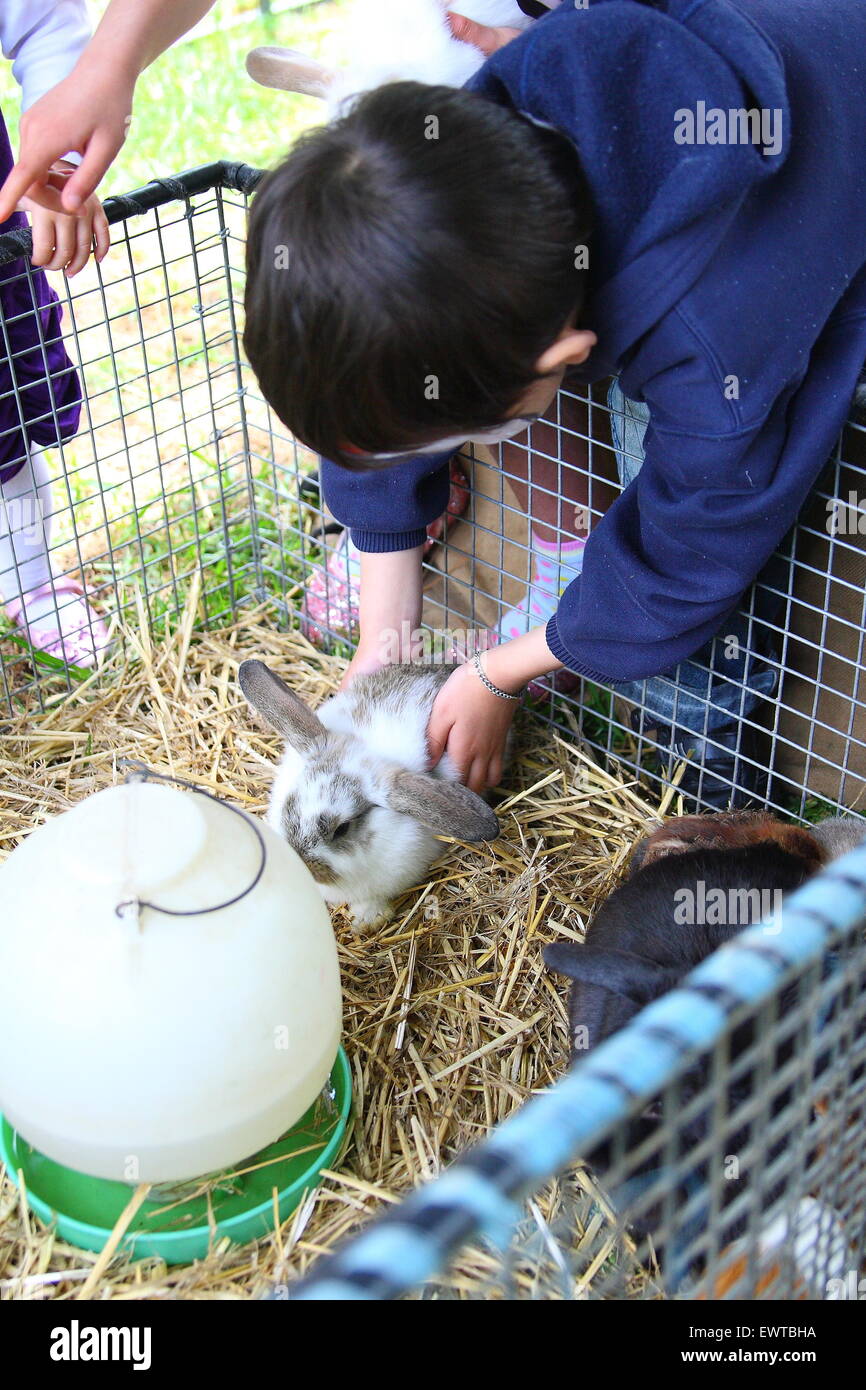 A child petting a rabbit at petting zoo Stock Photo - Alamy