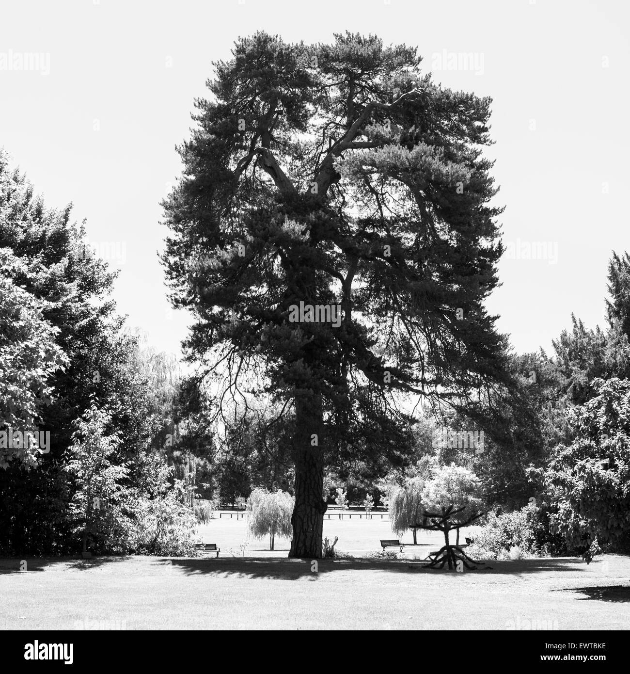 Conifer uk hi-res stock photography and images - Alamy