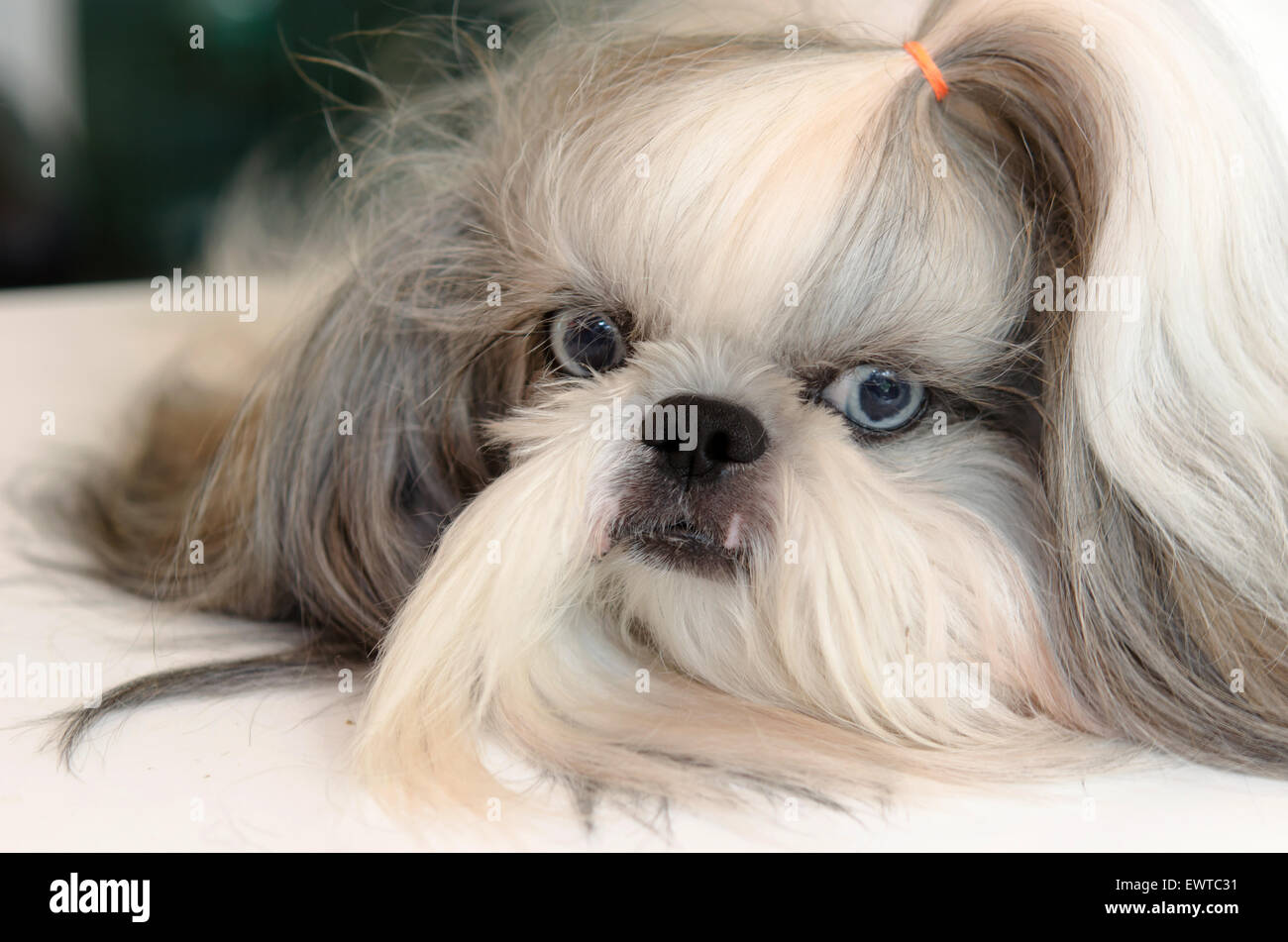 Dog Shih Tzu closeup face Stock Photo - Alamy