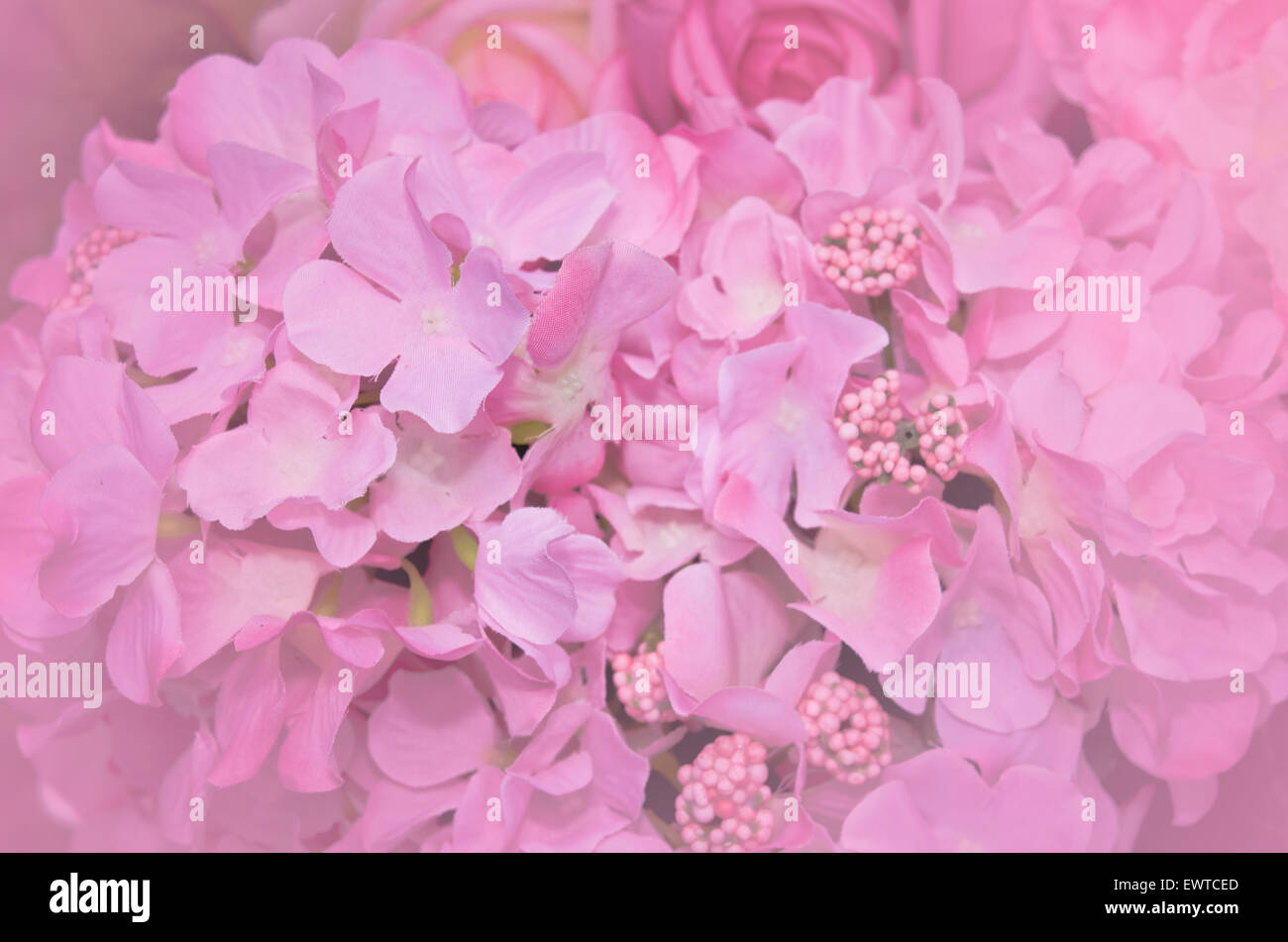 group bright cerise pink flowers Stock Photo - Alamy