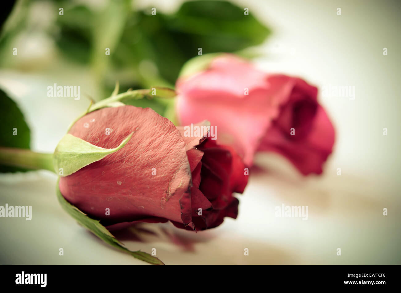 vintage red rose flower Stock Photo - Alamy