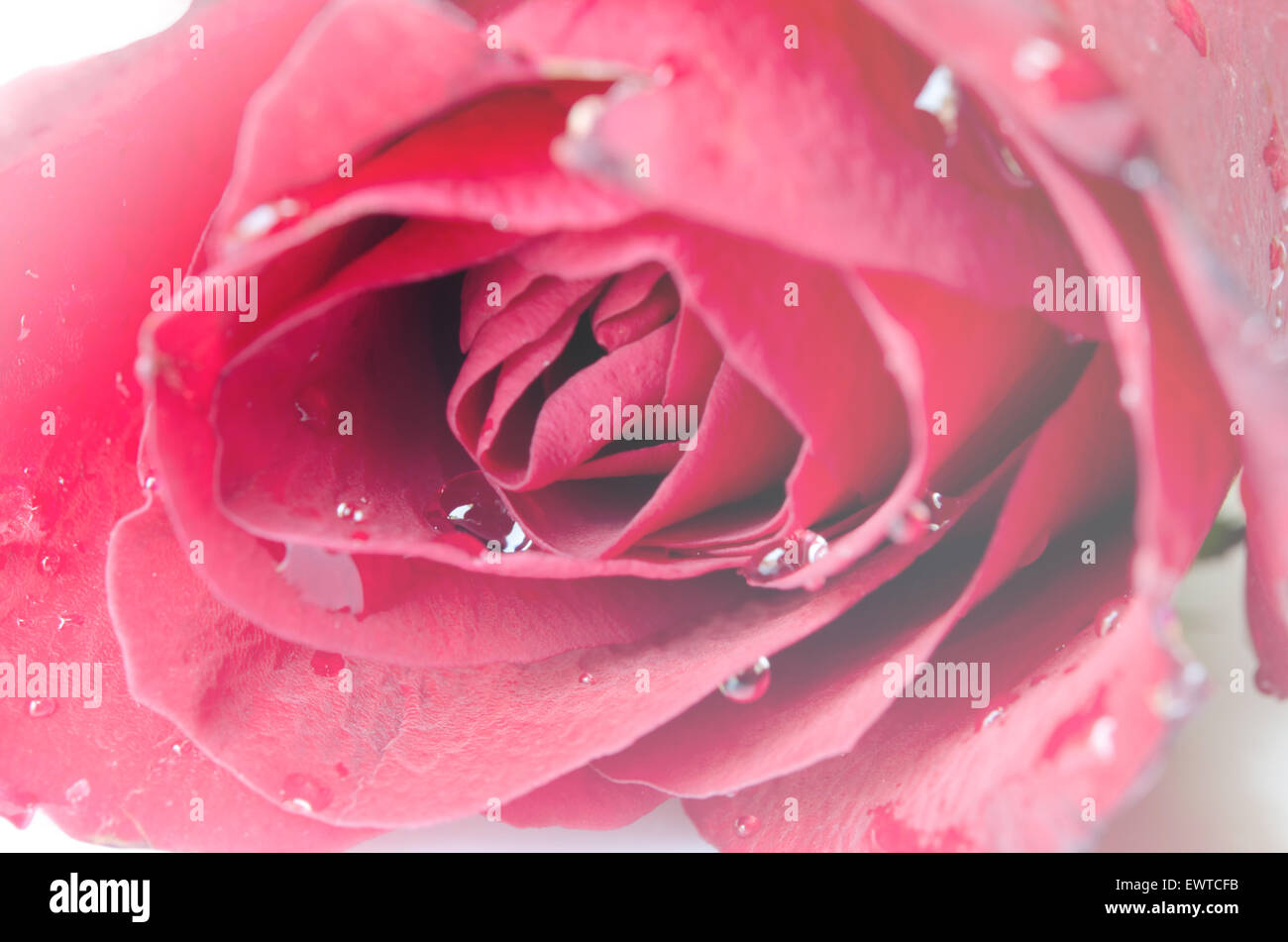 Romantic close up of Rain falling on Red Rose Stock Photo - Alamy
