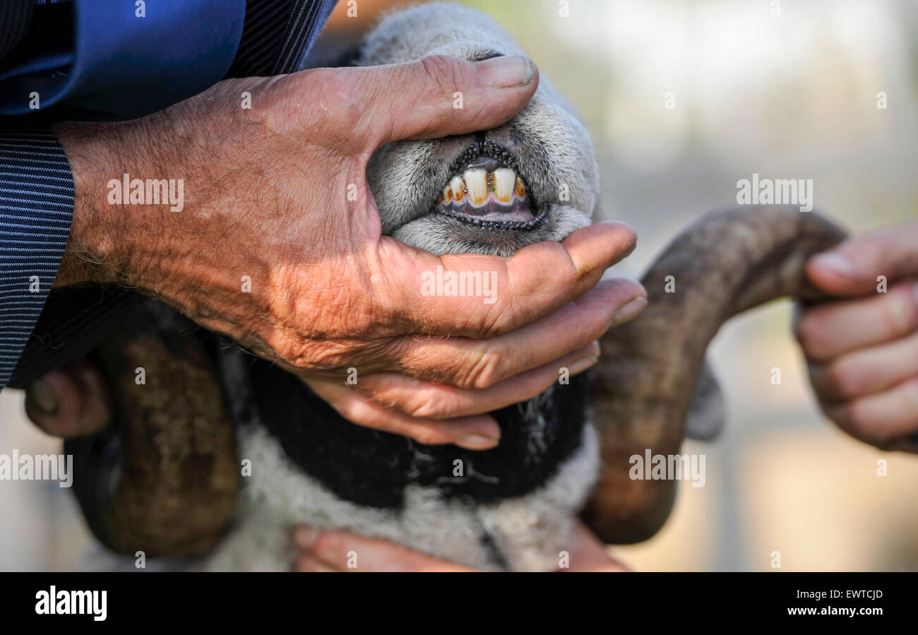 Sheep teeth hi-res stock photography and images - Alamy