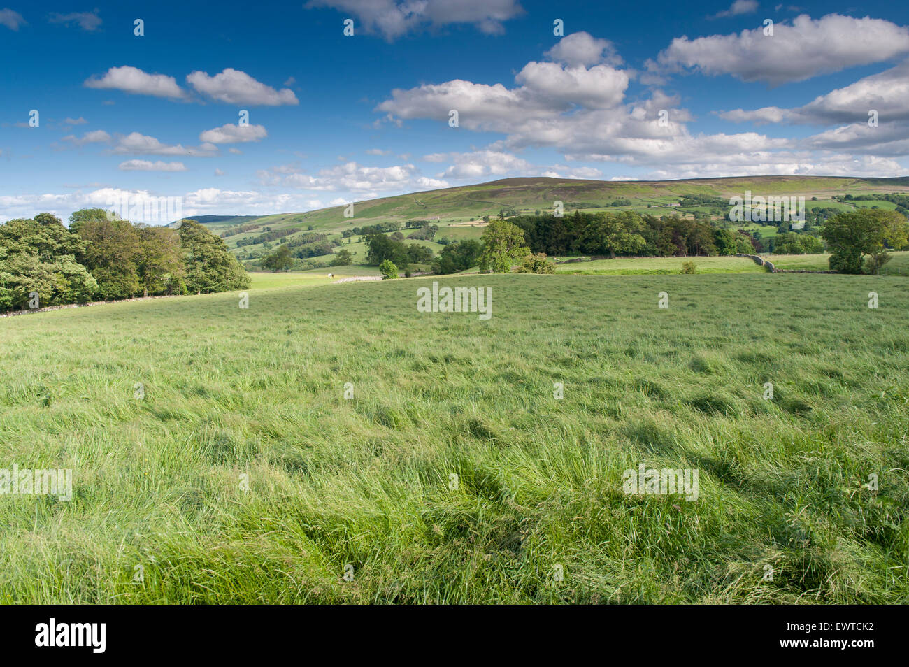 Silage meadow ready to mow in Coverdale near Leyburn Yorkshire Dales ...
