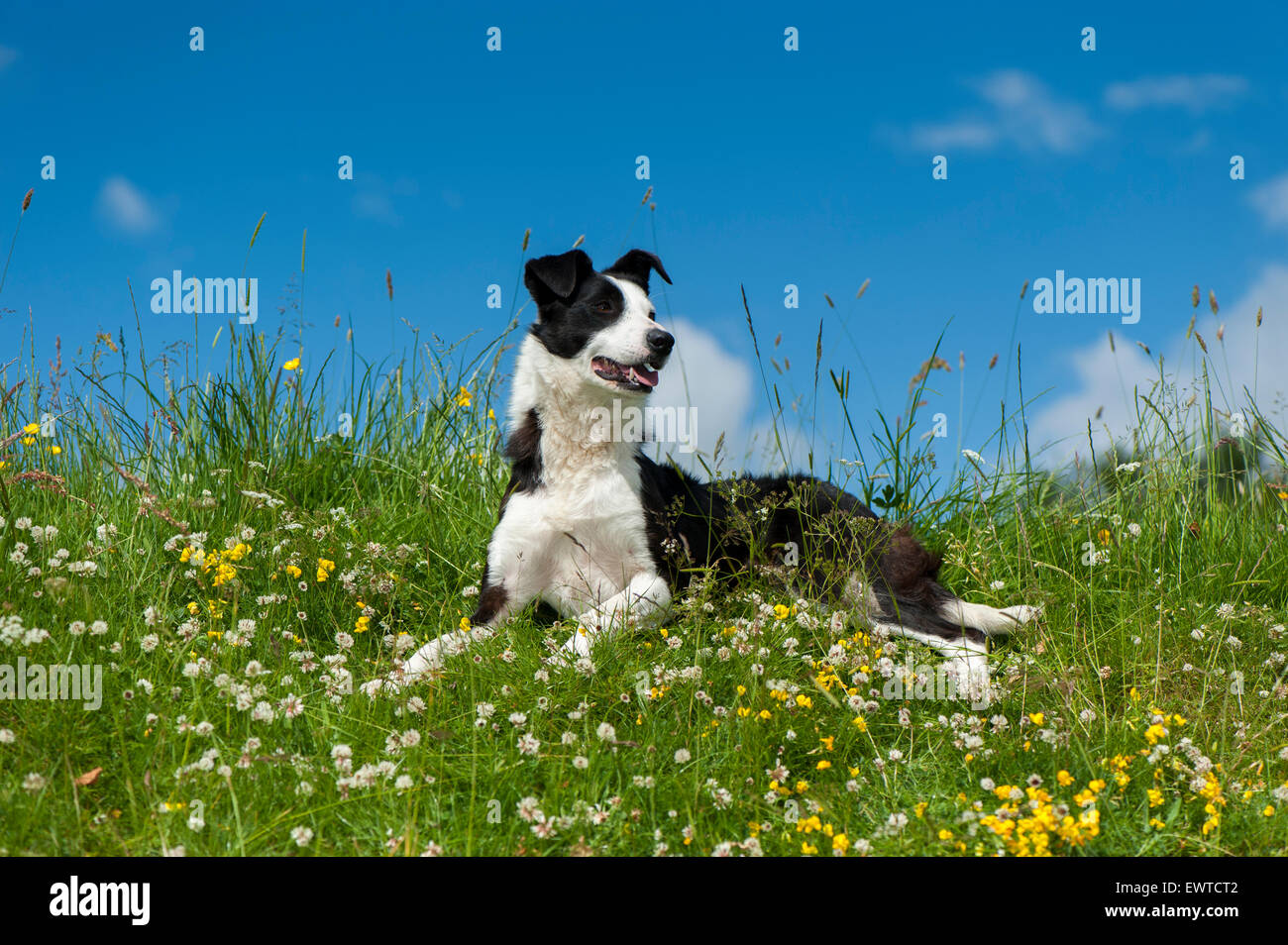 Border Collie sheepdog in herb rich pasture. Yorkshire, UK Stock Photo ...