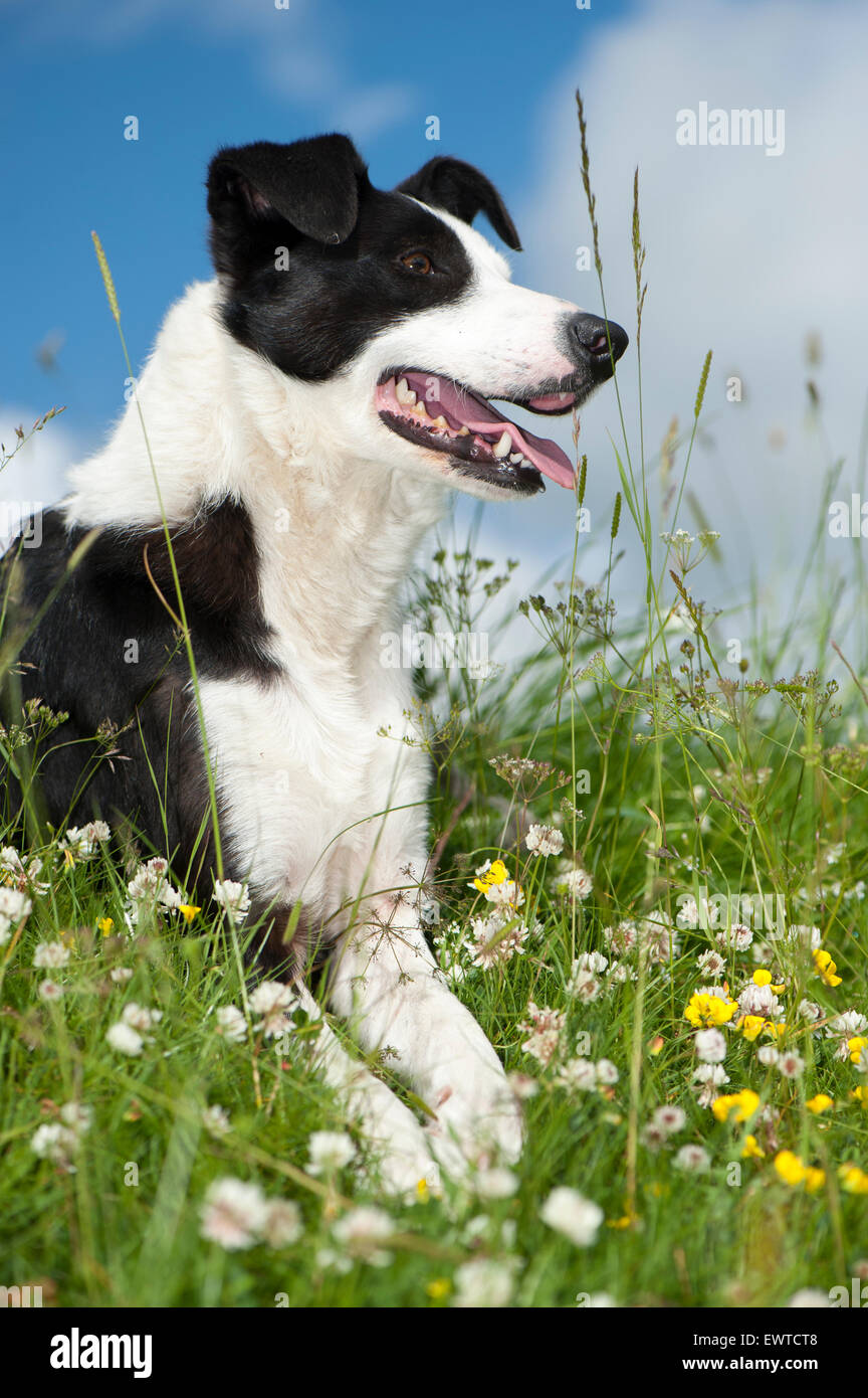 Border Collie sheepdog in herb rich pasture. Yorkshire, UK Stock Photo ...