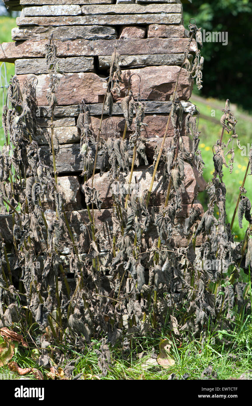 Pasture weeds hi-res stock photography and images - Alamy