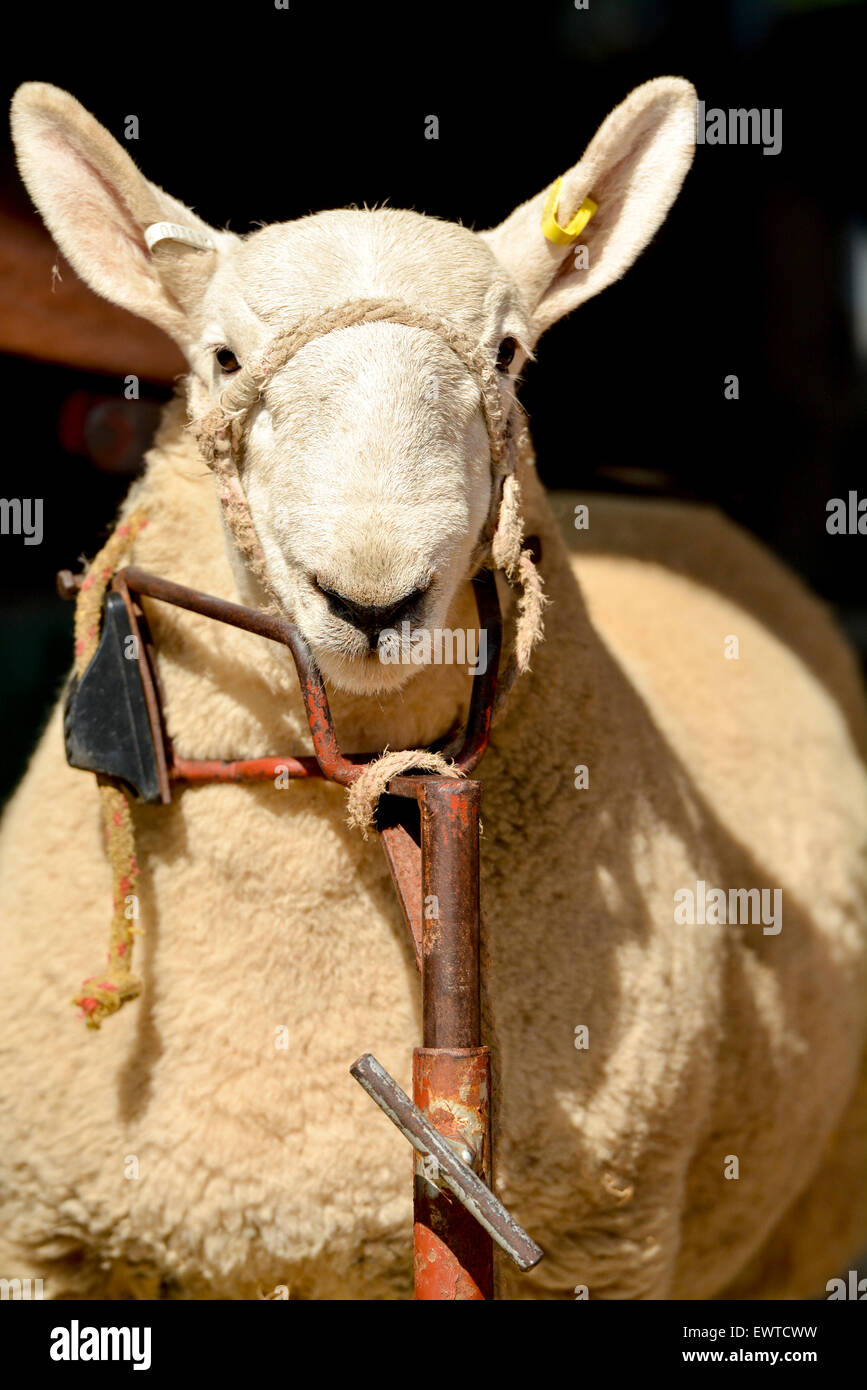 Dressing sheep up in preperation for a show, UK Stock Photo - Alamy