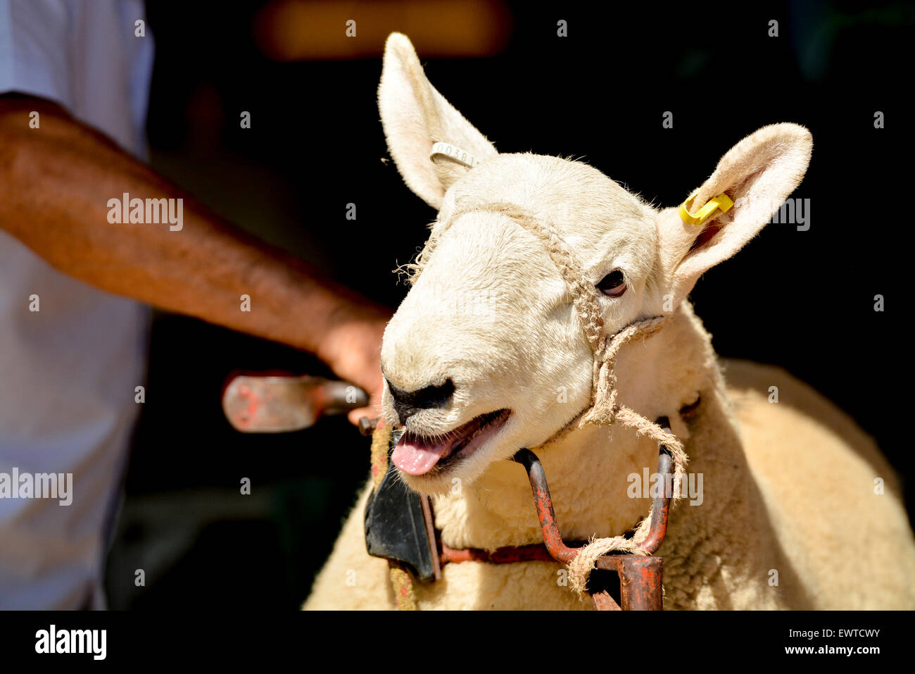 Sheep at show hi-res stock photography and images - Alamy