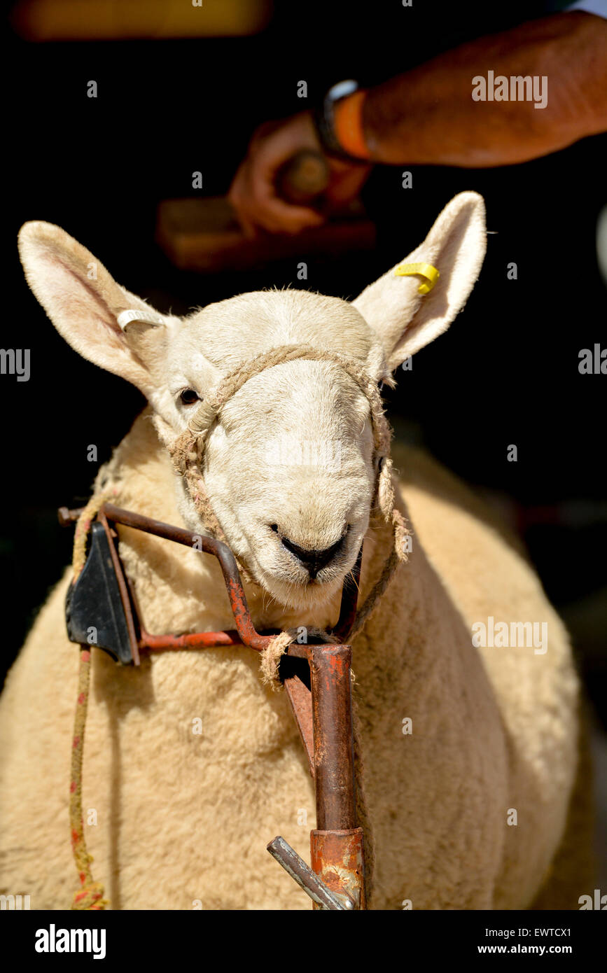 Dress up as sheep hi-res stock photography and images - Alamy