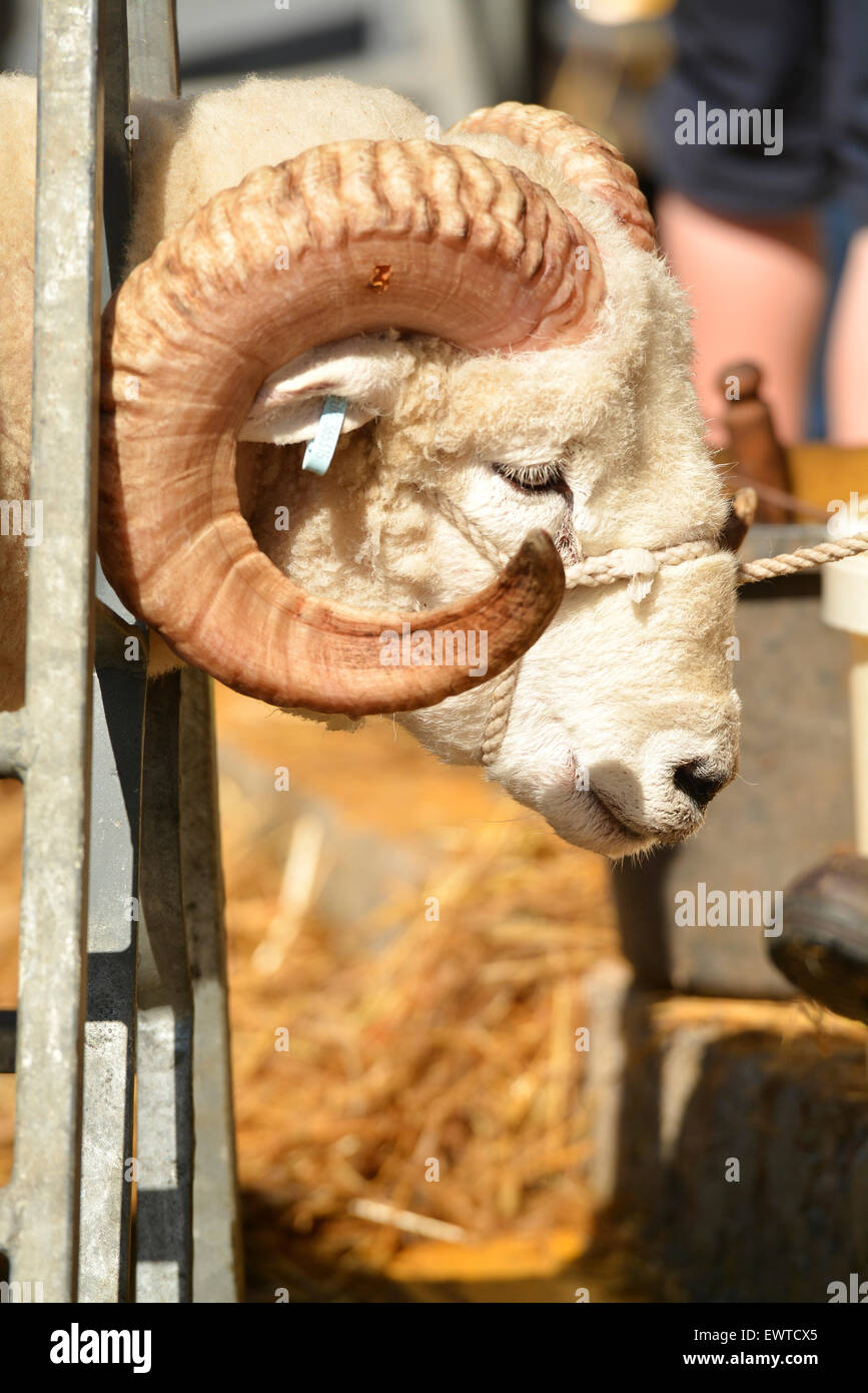 Trim Sheep For Show High Resolution Stock Photography and Images - Alamy