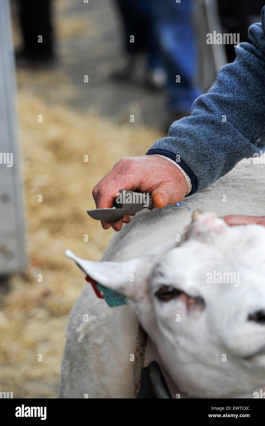 Dressing sheep up in preperation for a show, UK Stock Photo - Alamy