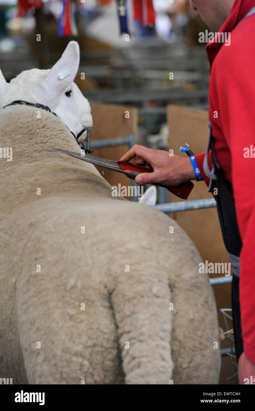 dressing sheep up in preperation for a show, UK Stock Photo - Alamy