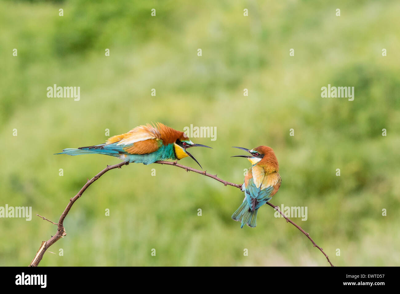Couples arguing full body hi-res stock photography and images - Alamy