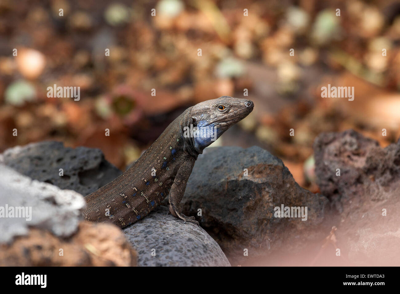 Tenerife gallots lizard western canaries hi-res stock photography and ...