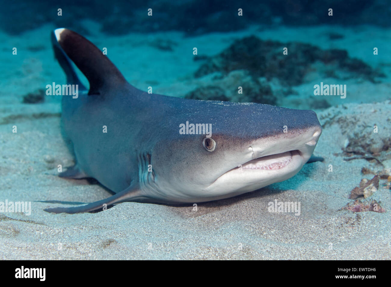 Marderhaie hi-res stock photography and images - Alamy