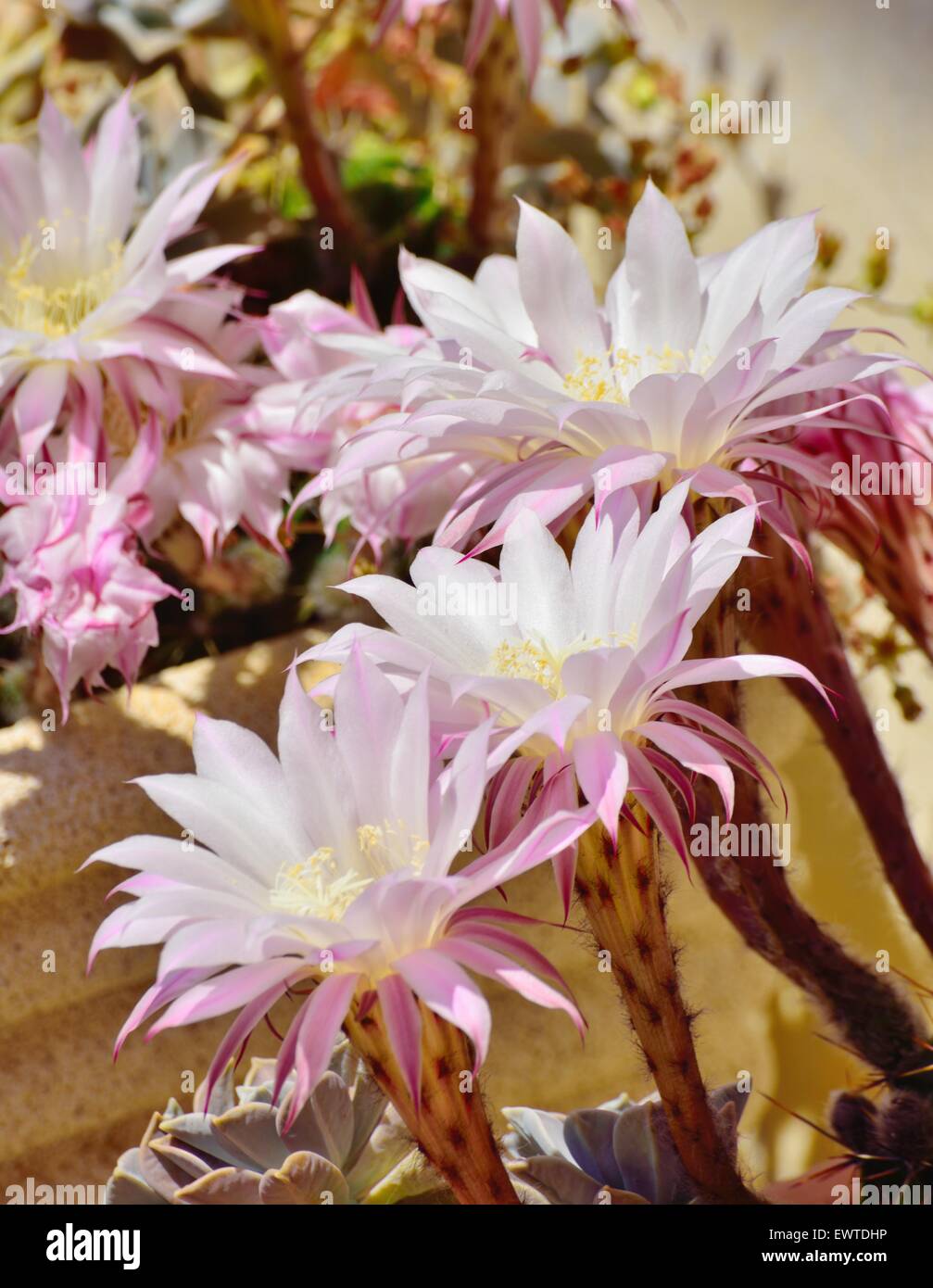 Blooming cactus (Notocactus sp.), Istria, Croatia Stock Photo - Alamy