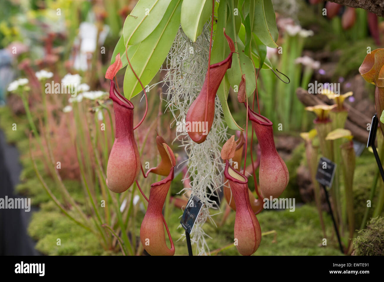 Carnivorous plant display rhs flower hi-res stock photography and ...