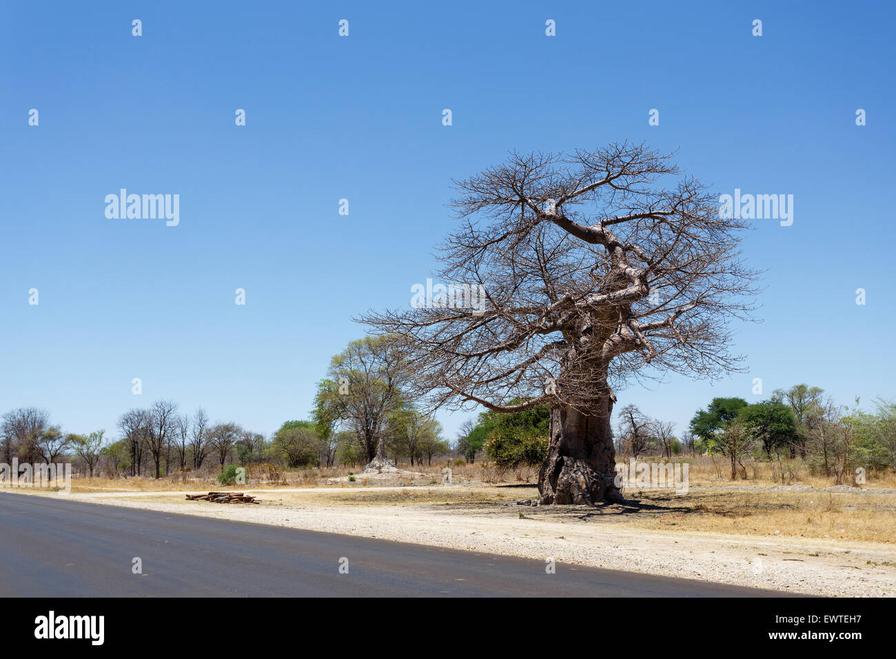 majestic old baobab tree (Adansonia digitata)) - Ngoma, Botswana ...