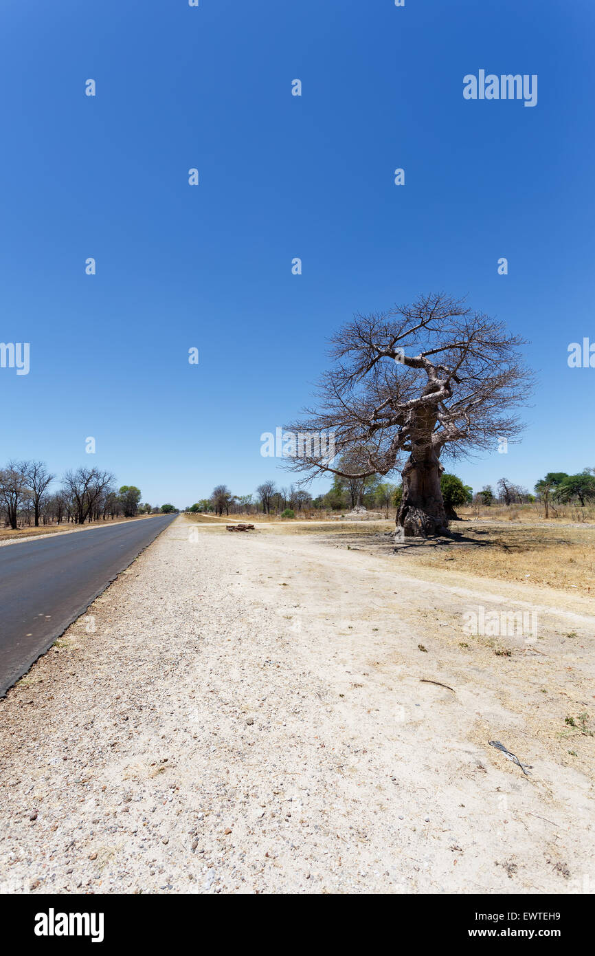 majestic old baobab tree (Adansonia digitata)) - Ngoma, Botswana ...