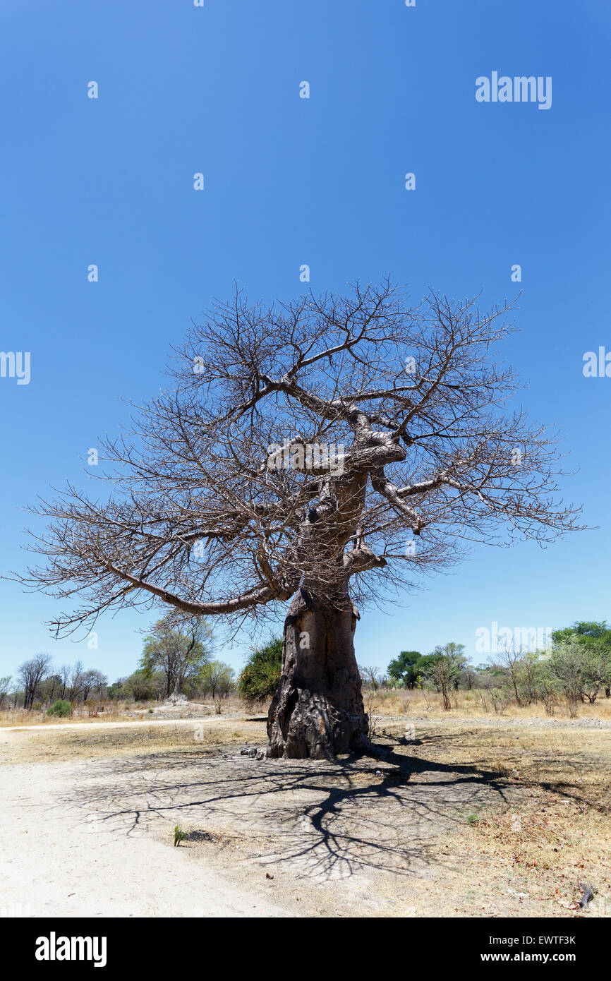 majestic old baobab tree (Adansonia digitata)) - Ngoma, Botswana ...