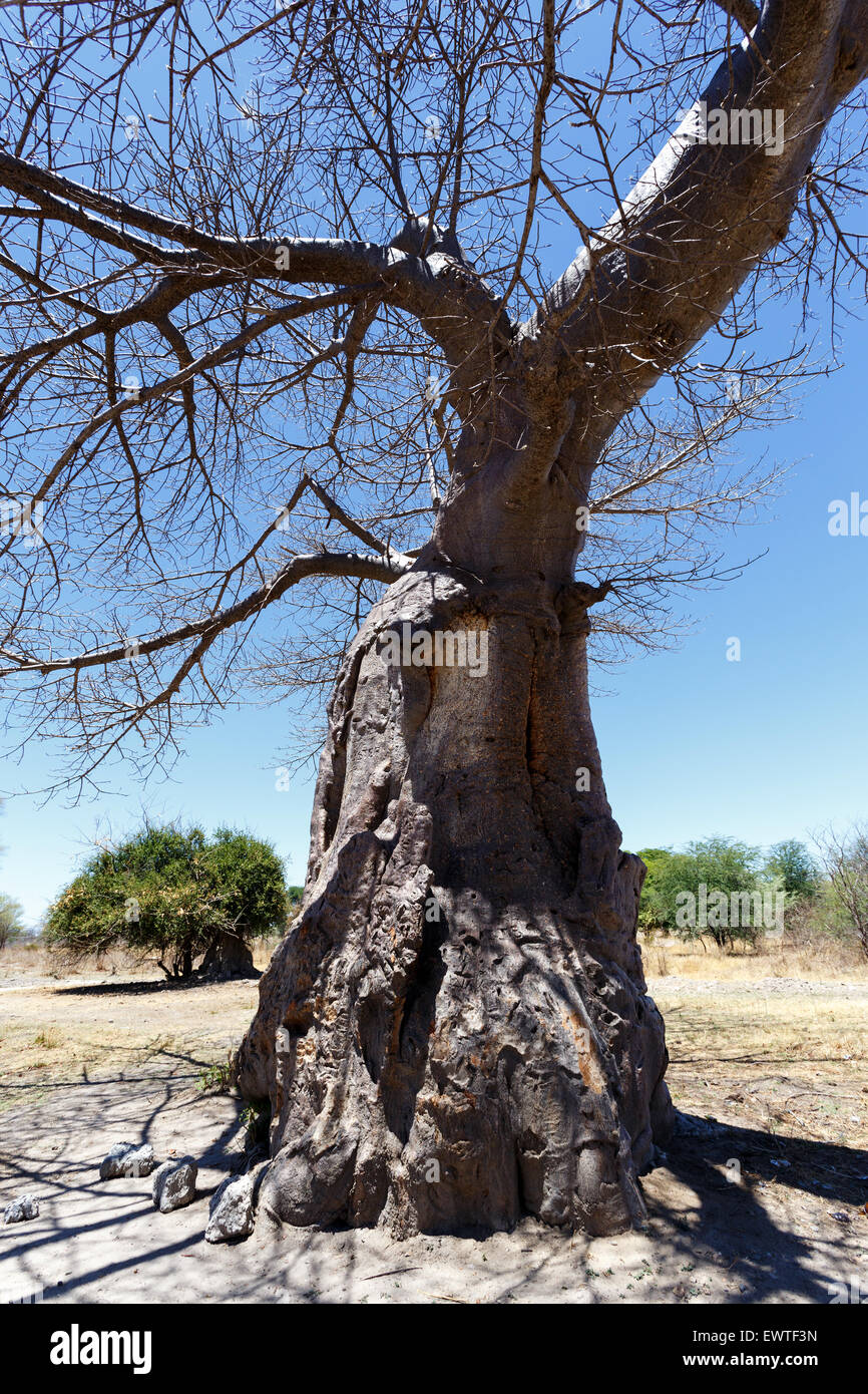 majestic old baobab tree (Adansonia digitata)) - Ngoma, Botswana ...