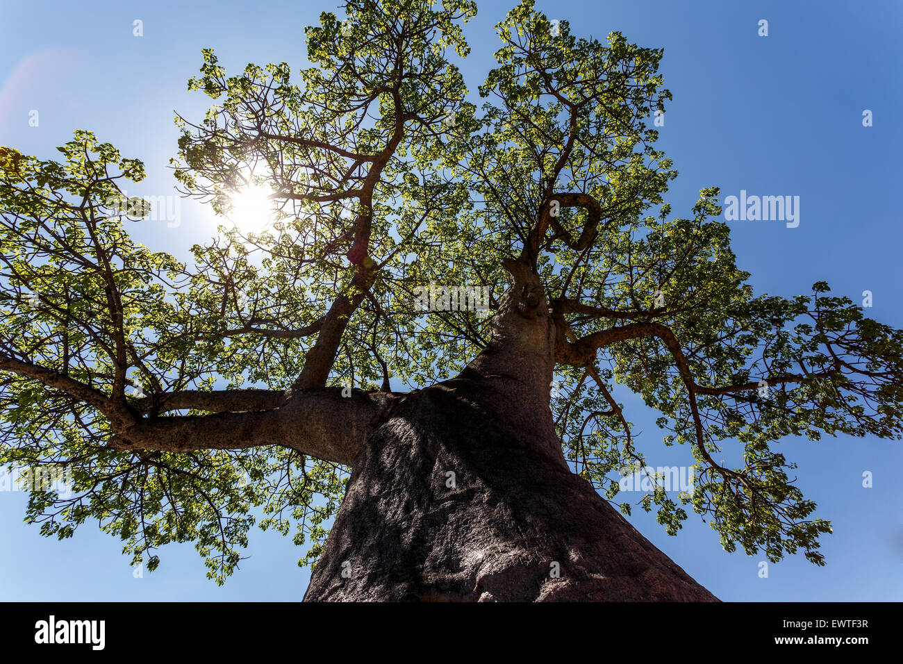 majestic old baobab tree (Adansonia digitata)) - Ngoma, Botswana ...