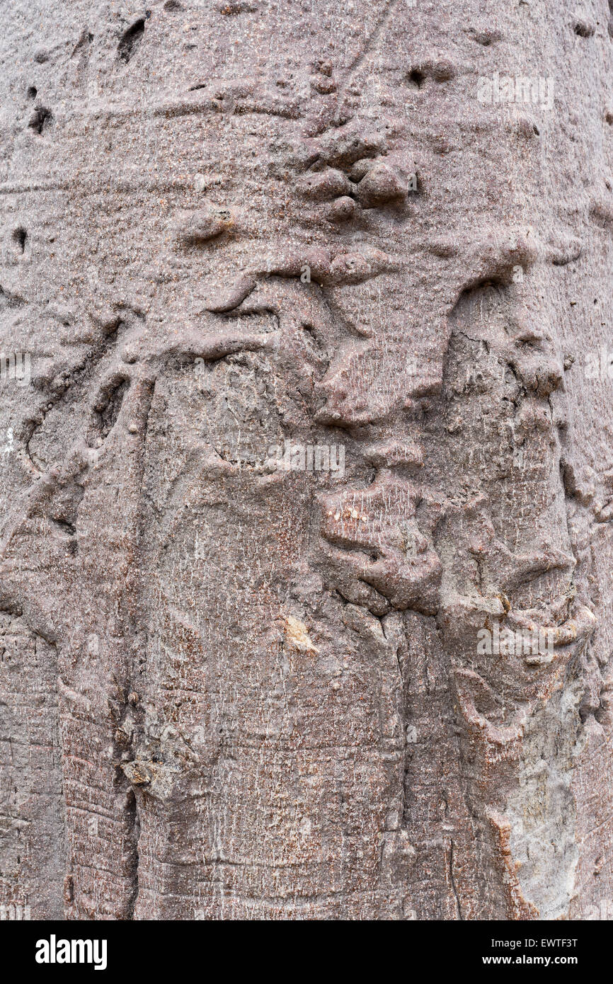 texture of lonely baobab tree in South west Namibia, Africa Stock Photo ...
