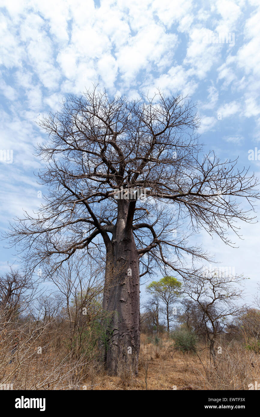 Lonely old baobab tree (Adansonia digitata)) - Namibia, South-West ...