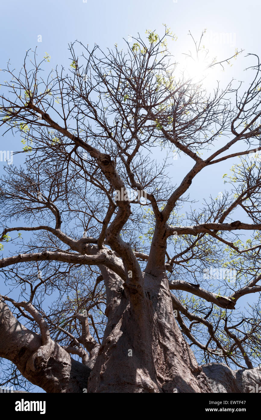 majestic old baobab tree (Adansonia digitata)) - Kasane, Botswana Stock ...