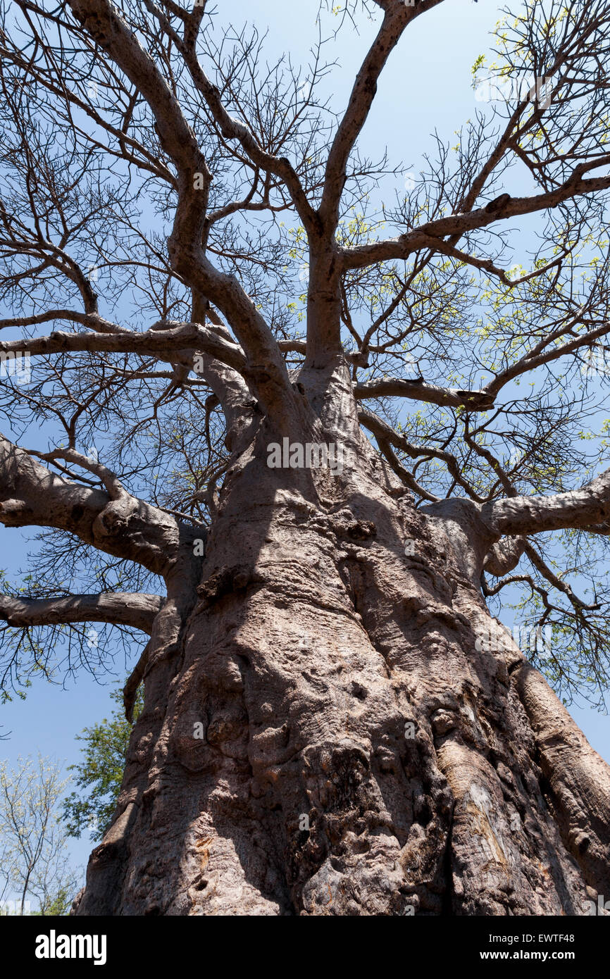 Old baobab tree hi-res stock photography and images - Alamy