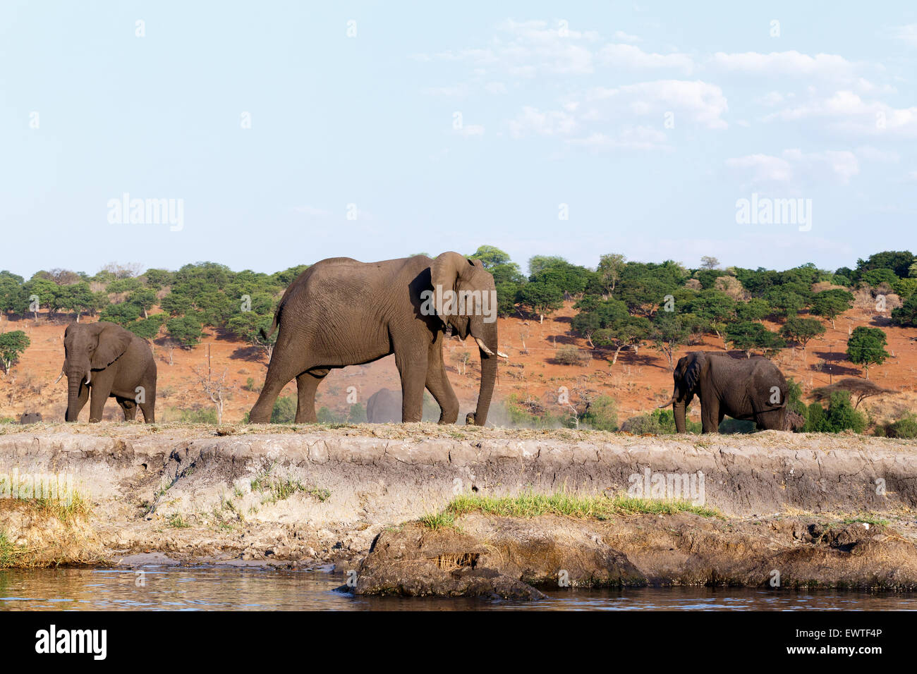 Portrait of African Elephant in Chobe National Park, Botswana. True ...