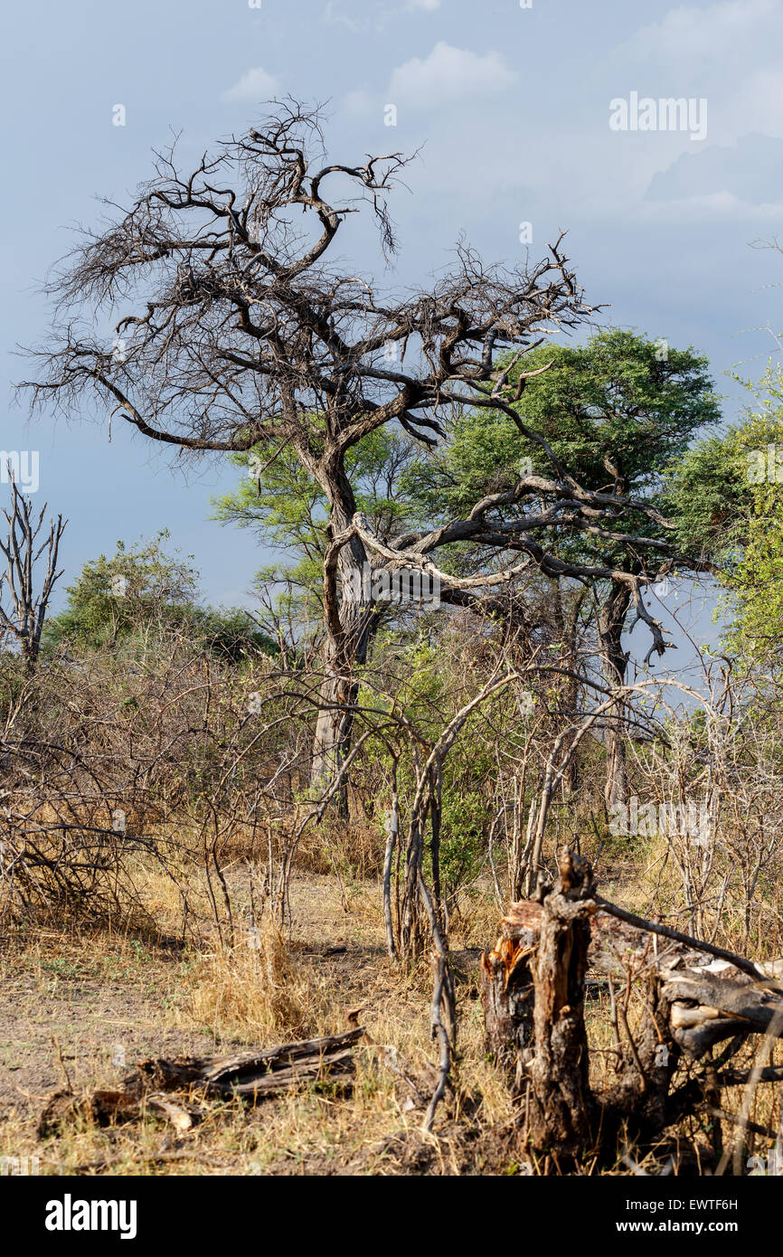 African landscape in national park nambwa on Caprivi Strip Namibia ...
