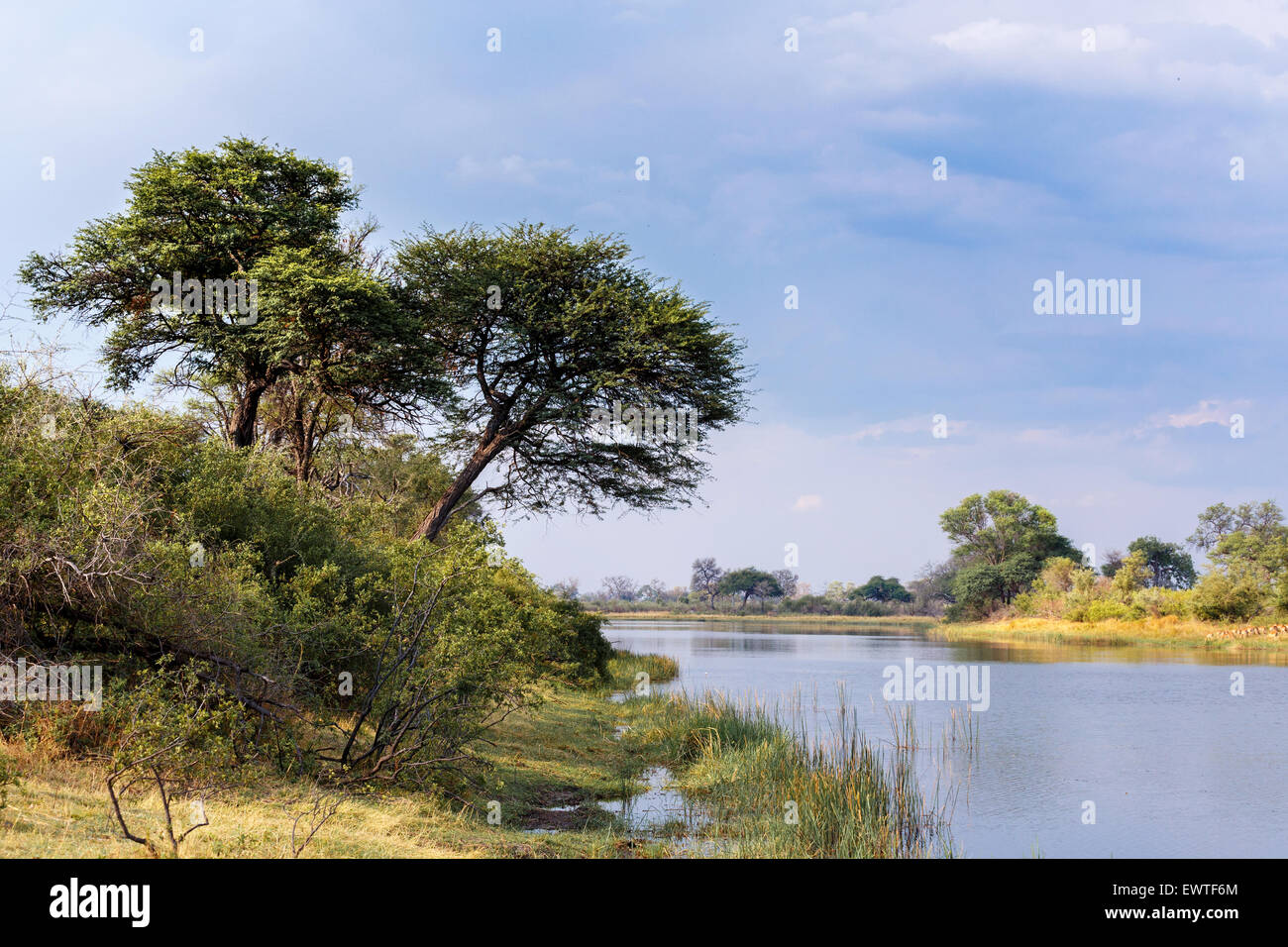 African landscape in national park nambwa on Caprivi Strip Namibia ...