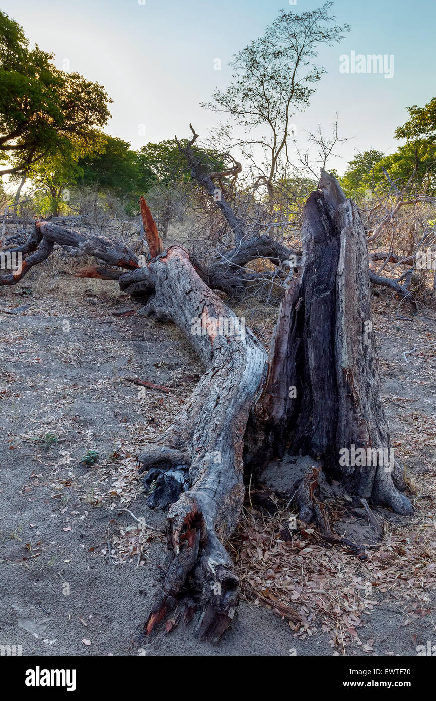 dead tree in national park nambwa on Caprivi Strip Namibia Stock Photo ...