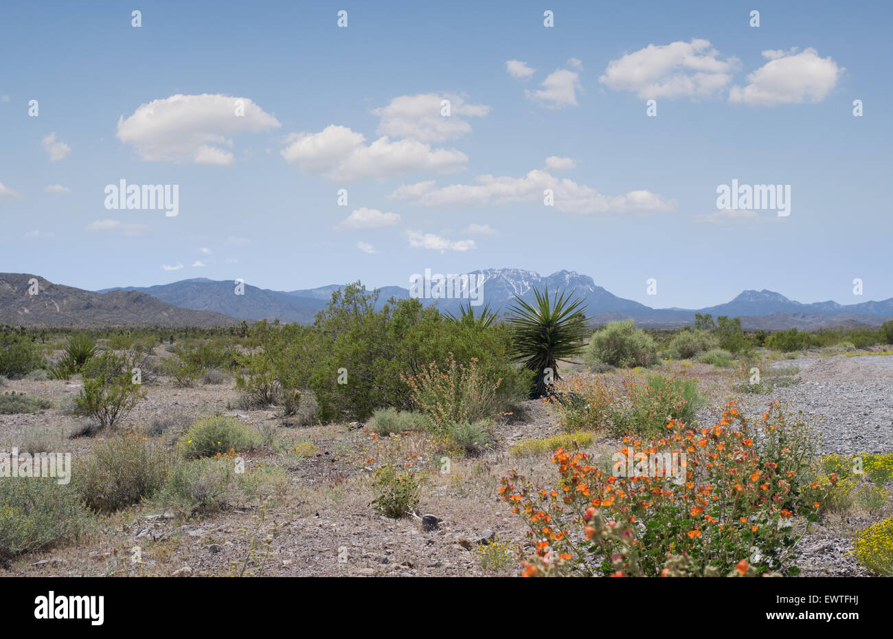panoramic view of nice color prairie at spring time Stock Photo - Alamy
