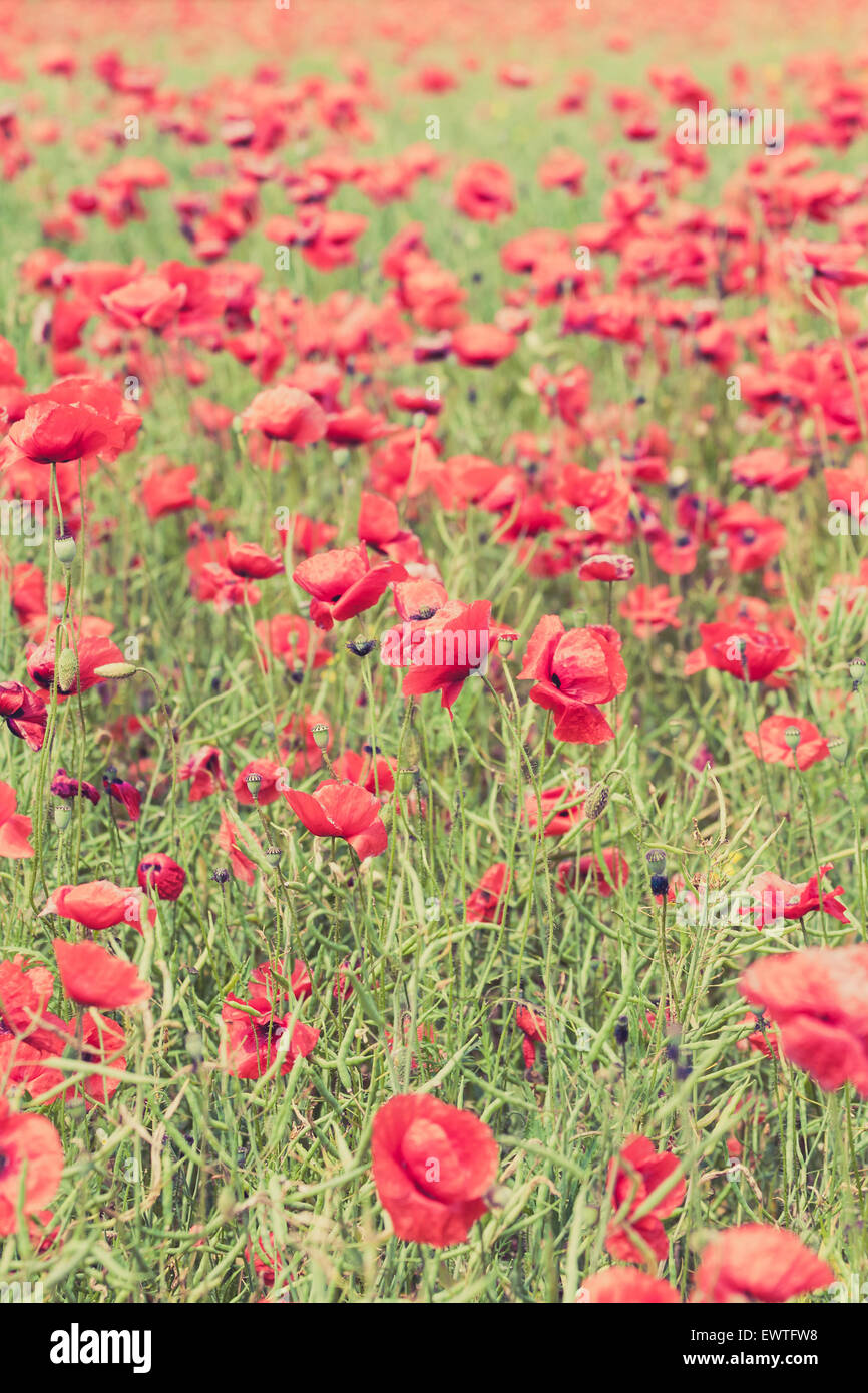Poppy flowers retro vintage summer background, shallow depth of field ...