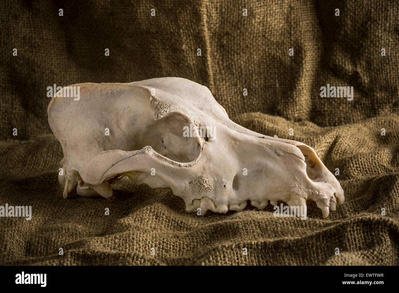 Sheep teeth hi-res stock photography and images - Alamy