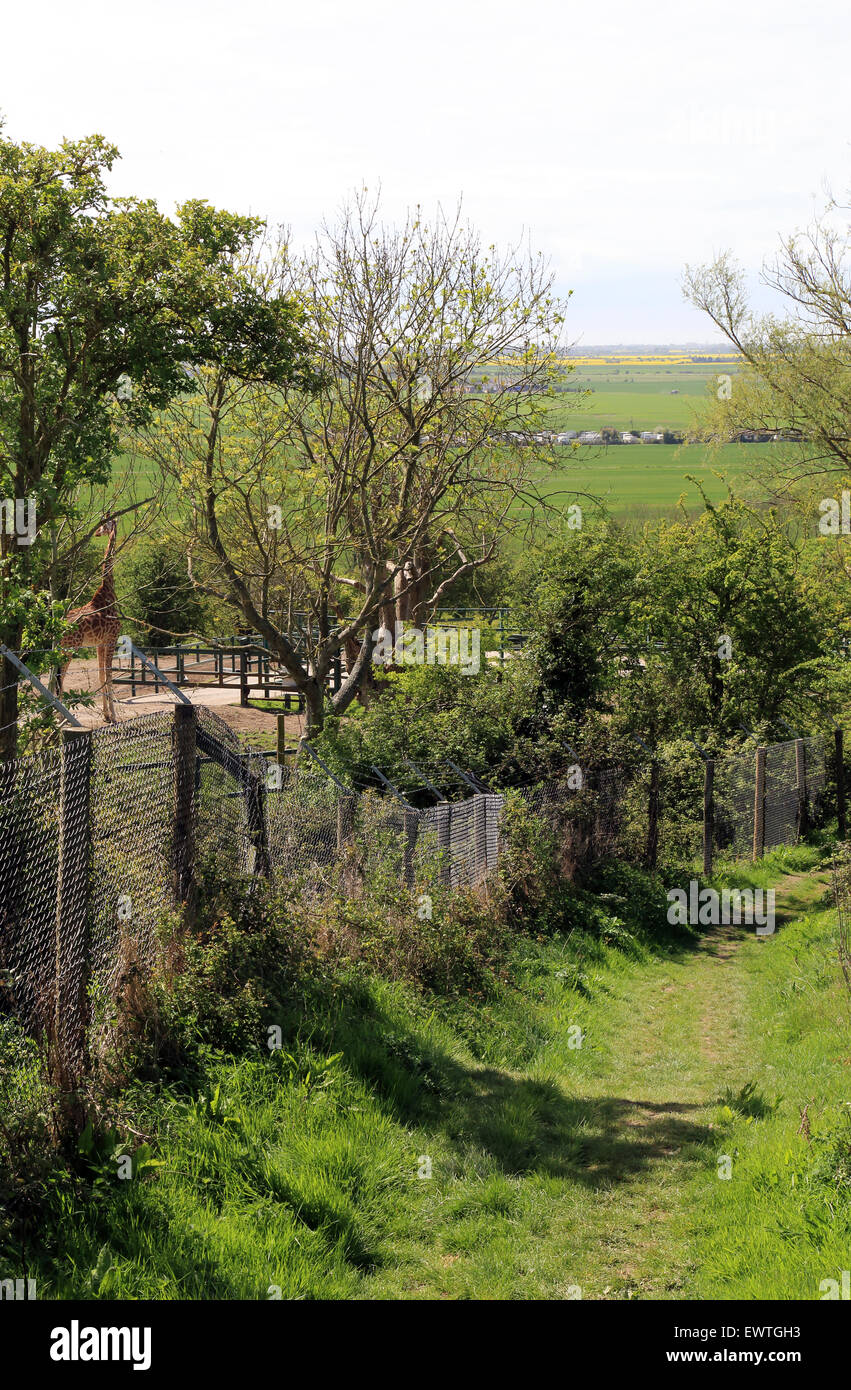Port lympne zoo hi-res stock photography and images - Alamy