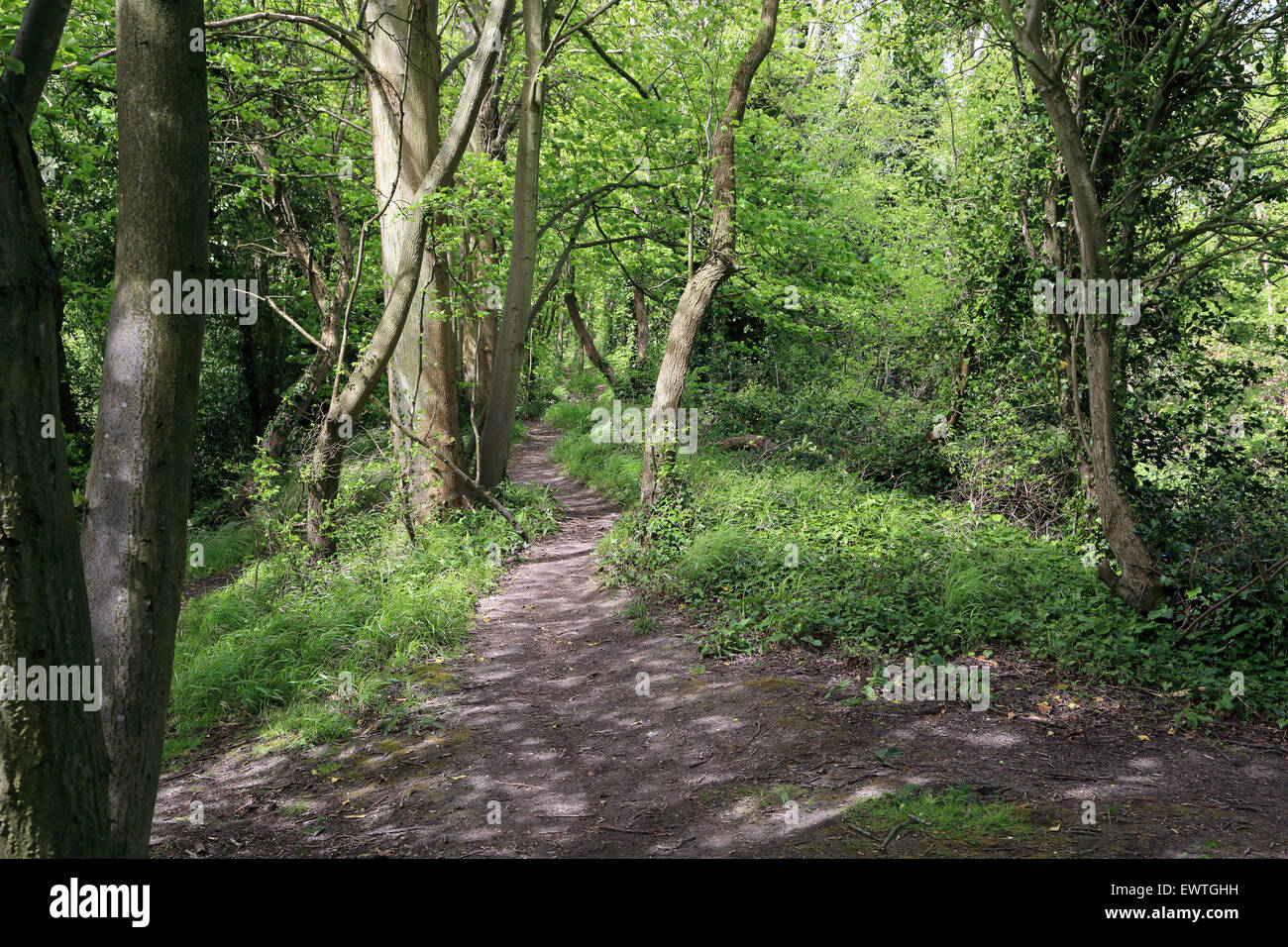 Royal Military Canal Footpath, Lympne, Folkestone, Kent, England ...